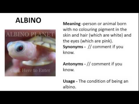 Vocabulary Made Easy Meaning of Albino, Synonyms, Antonyms and its ...