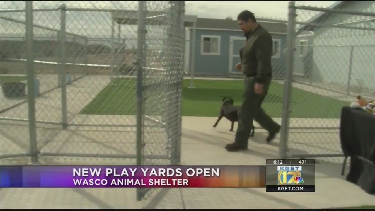 Wasco Animal Shelter opens new play yards - YouTube
