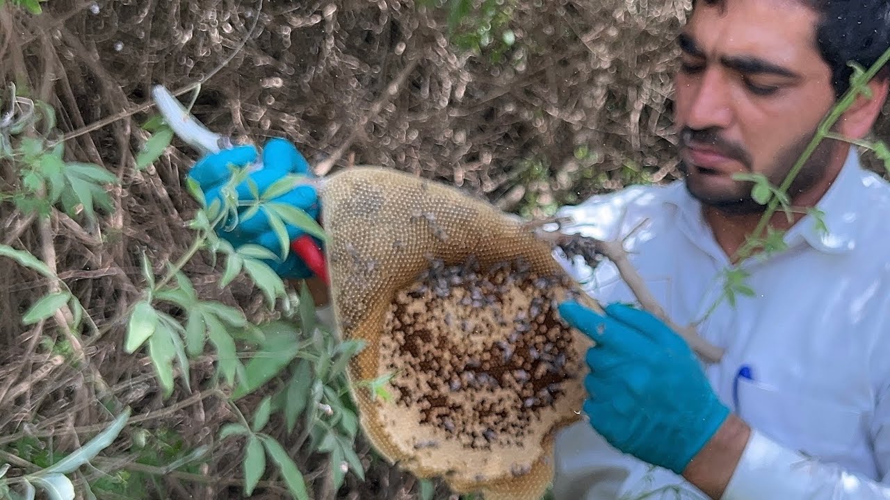 Wild Honey Harvesting by Traditional Techniques | Ancient Beekeeping ...