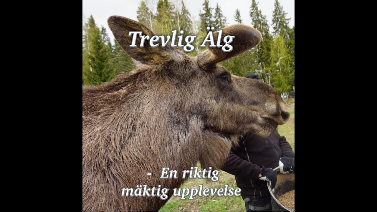 Trevlig Älg - En riktig mäktig upplevelse - YouTube