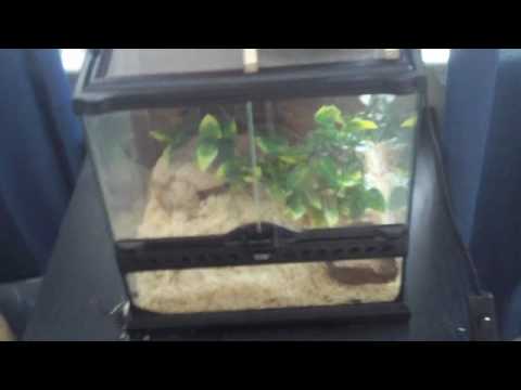Kenyan Sand Boa Care - YouTube