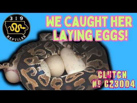 Ball Python CAUGHT in The Act!! #snakevideo - YouTube