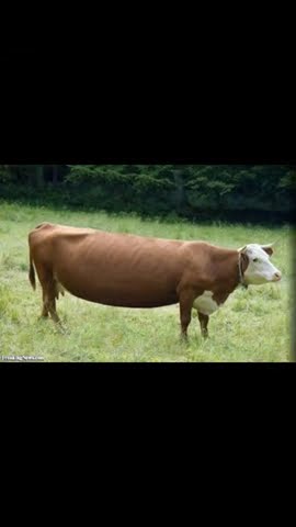 Veterinary Comedy for You|| Cowspiracy|| Cows with Guns || Cow long ...