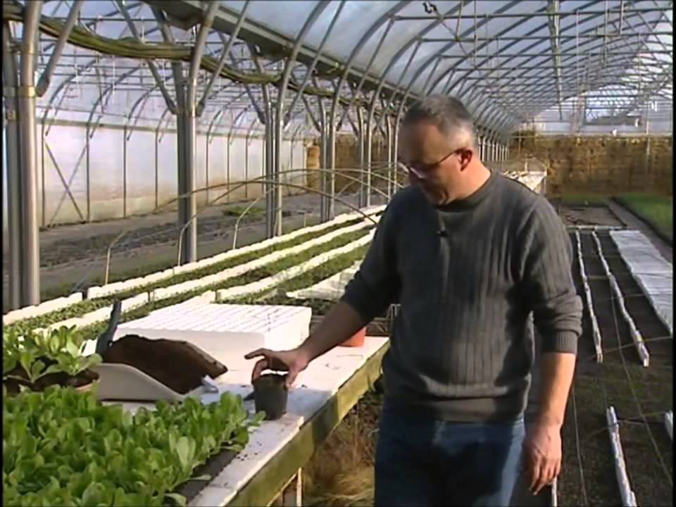 Mundesite e reja per Bujqesi - Prodhimi i fidaneve te asparagut dhe ...