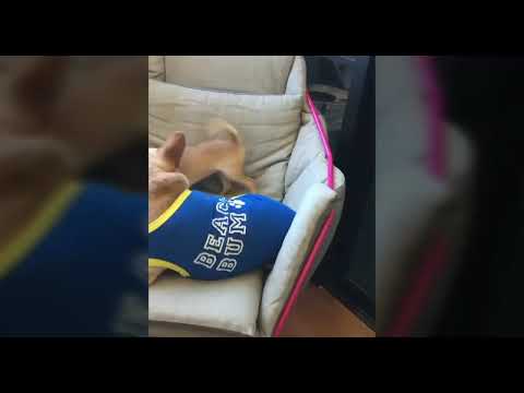 ŞAPŞAL MI ŞAPŞAL KÖPEKLER 😂 GÜLMEKTEN ÖLDÜM 😂 (FUNNY DOGS)