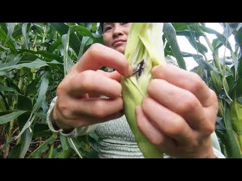 hnub no nkag mus xyuas pob kws os 15 tháng 6, 2024 - YouTube