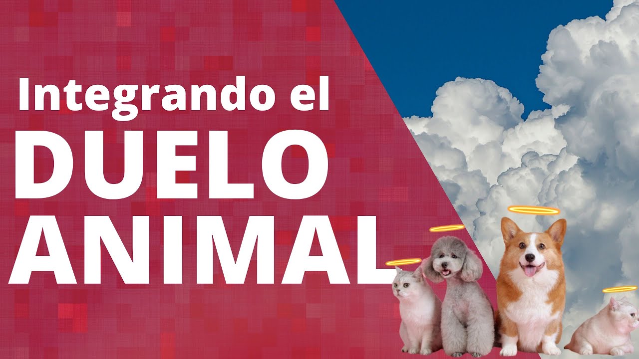 Integrando el duelo animal - YouTube