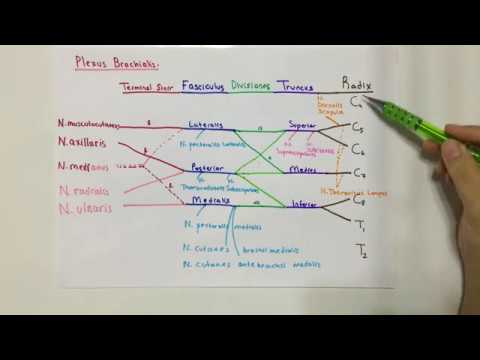 ANATOMİ-17.KONU-Kasların Sinir Seviyeleri (pleksus brachialis)