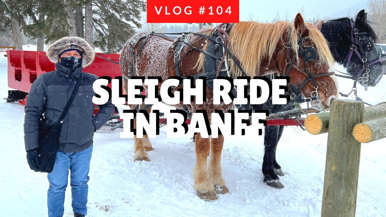 Sleigh Ride Experience in Banff|What to do in Banff on Christmas Day ...