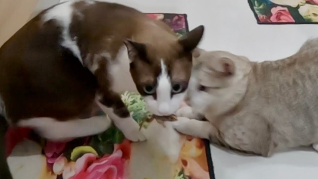 Cat vs Frog (Part 3) - YouTube