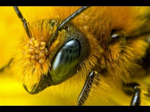 Cool Bees!! - YouTube