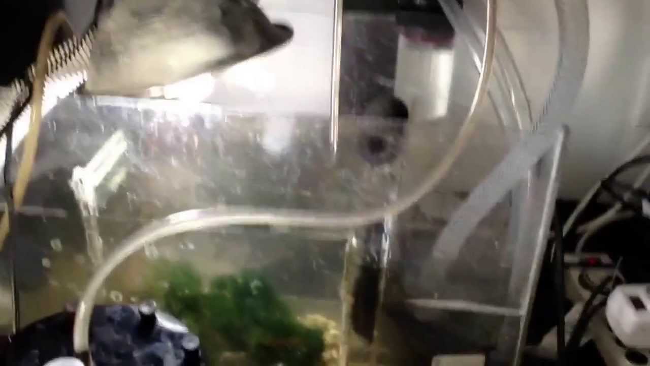 Day 1 90 gallon with New 36 Ruby Trigger System Sump. - YouTube