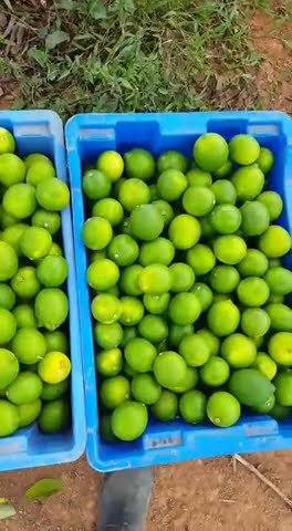 Materia Organica y Productos Miscelaneos combinados con limones persa ...