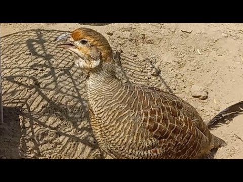 Teetar Playing and Enjoying|| Teeter Sound||TEETAR HOUSE - YouTube