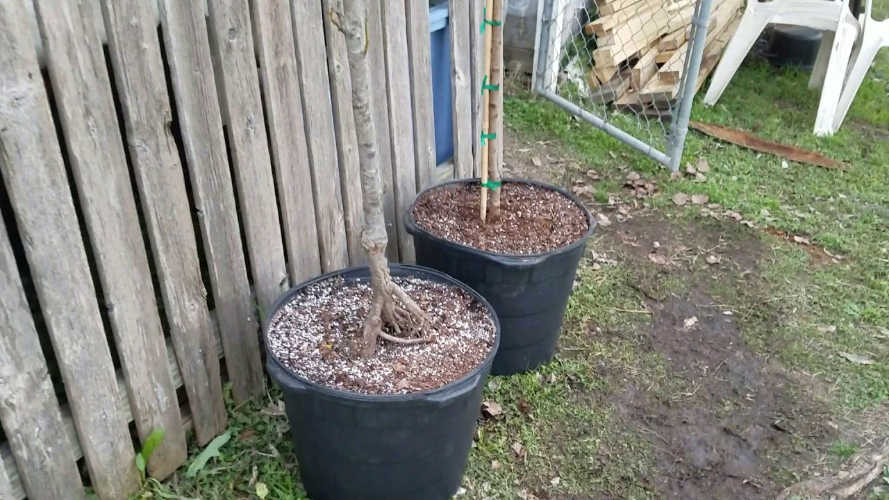 20th Century Asian Pear Tree Potted - YouTube