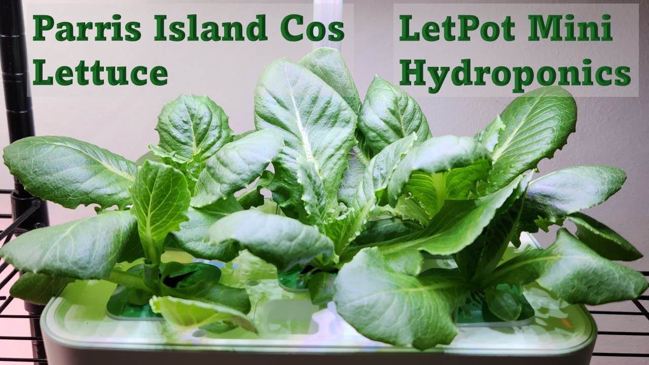 Parris Island Cos lettuce in LetPot Mini 5-pod hydroponics system - YouTube