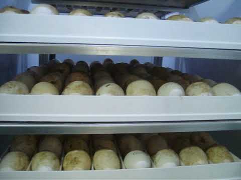 HD KULUÇKA MAKİNA MAST KAZ, TAVUK, KEKLİK YUMURTASI YÜKLEMESİ YAPTIK # ...