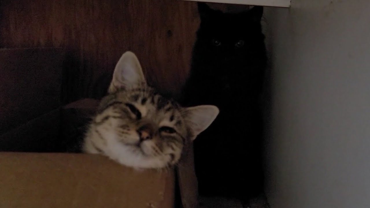 Stray Cats and Kittens Update October 24th 2021 Playing in Boxes ...