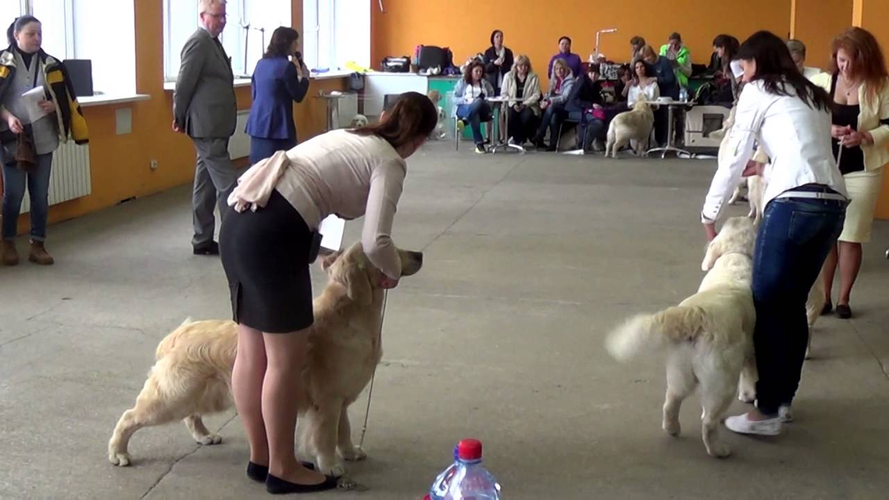 Champion class at Russian Retriever club show 2016 - YouTube