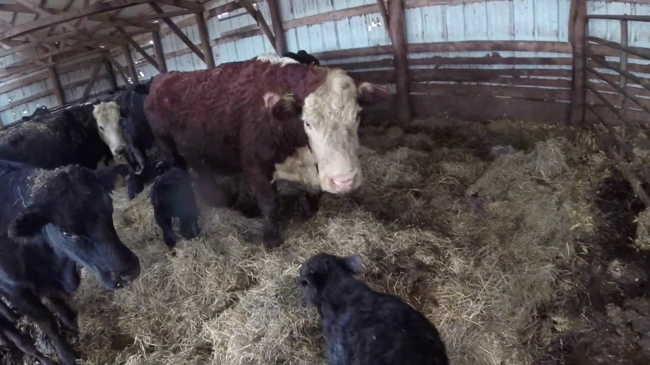 Cold baby calf abandoned by Momma - YouTube