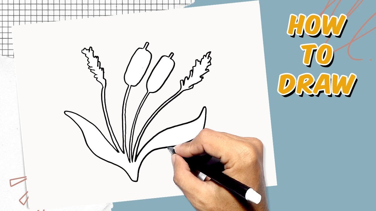 How to Draw Cattails - YouTube