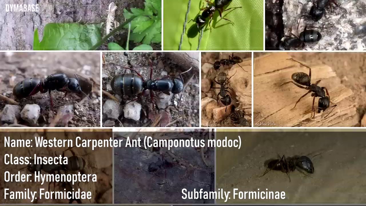 🐝 Western Carpenter Ant (Camponotus modoc) Species Profile and Facts ...