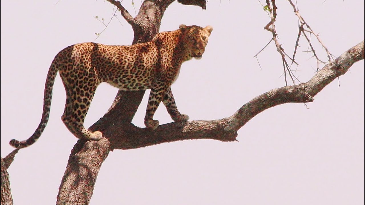 Leopard kills Warthog - Safari Serengeti - YouTube