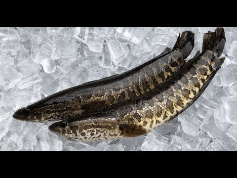 EXCLUSIF;un poisson capable de vivre sans eau sème la panique aux USA ...