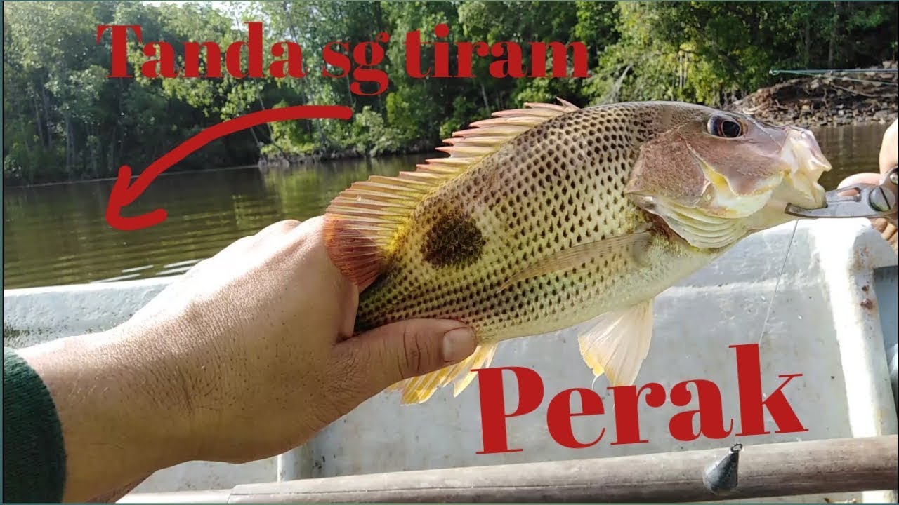 Memancing Ikan Tanda Laut Sg Tiram Perak - YouTube