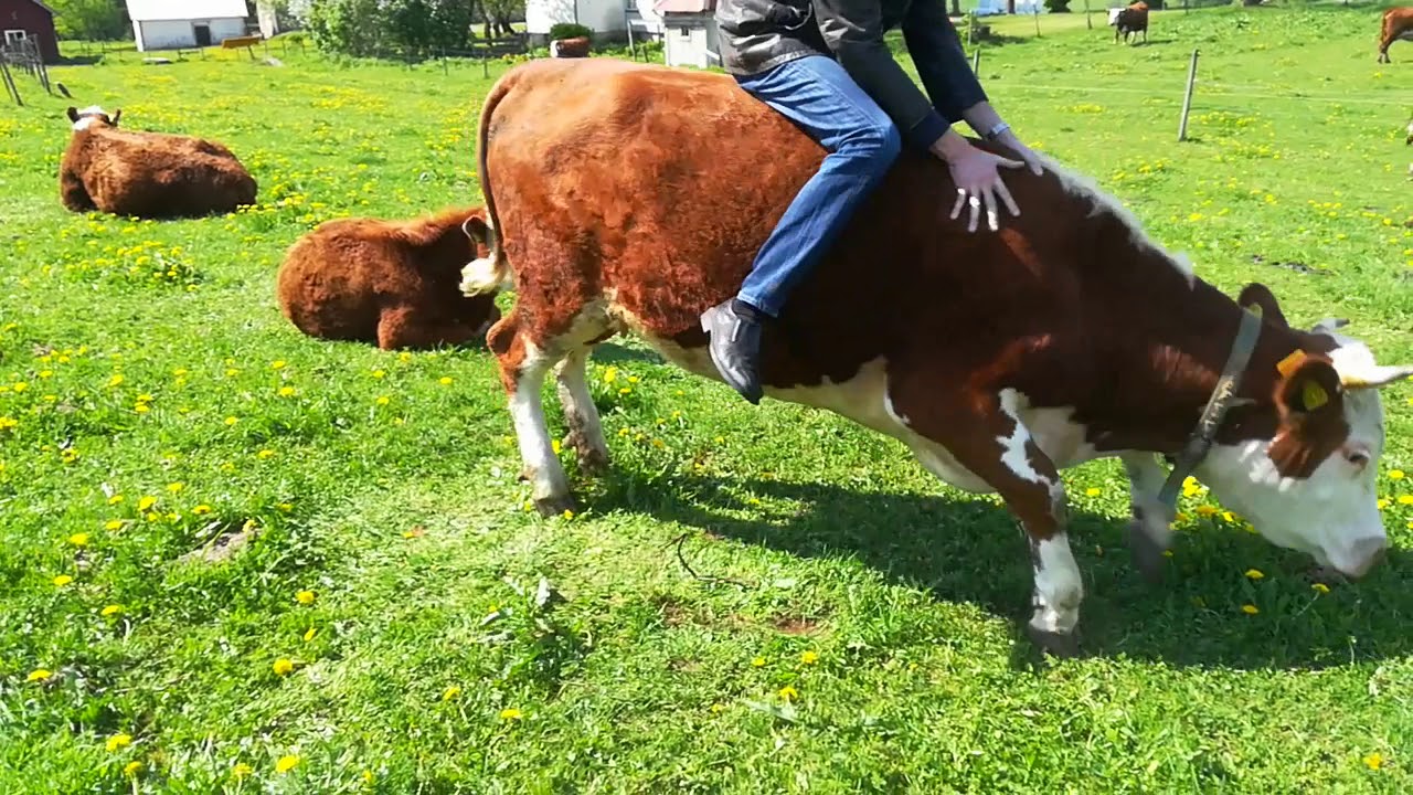 Cow riding fail - YouTube