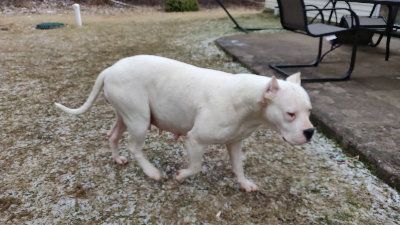 Russian and Bulgaria IMPORTED DOGO ARGENTINAS - YouTube