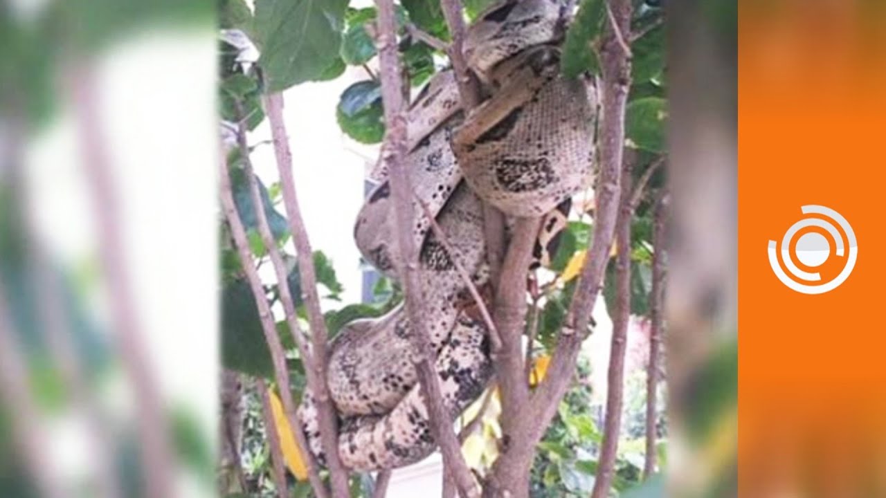 UNA BOA CONSTRICTOR GIGANTE SUELTA EN UN BARRIO DE FLORIDA - YouTube