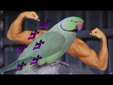 JoJo bird - YouTube