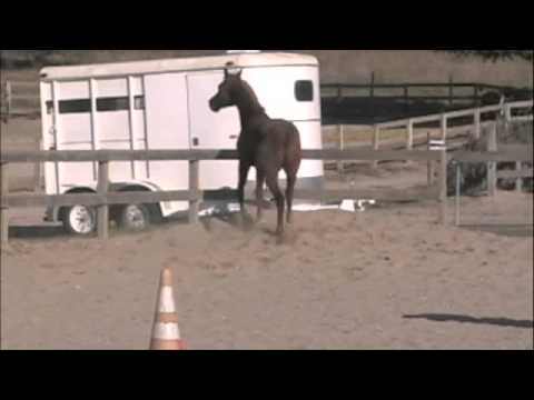 Half Arab-Saddlebred cross for sale, Dressage prospect. - YouTube