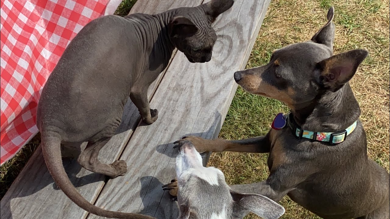 Yesterday Our Dogs Met a Cat for the First Time Ever, We We’re so ...