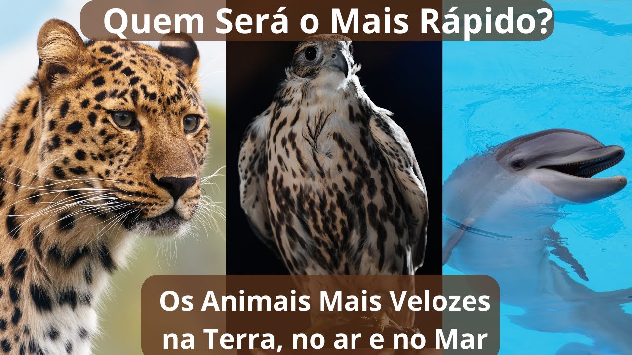 Velocidade Animal: Conheça os Seres Mais Rápidos do Planeta - YouTube