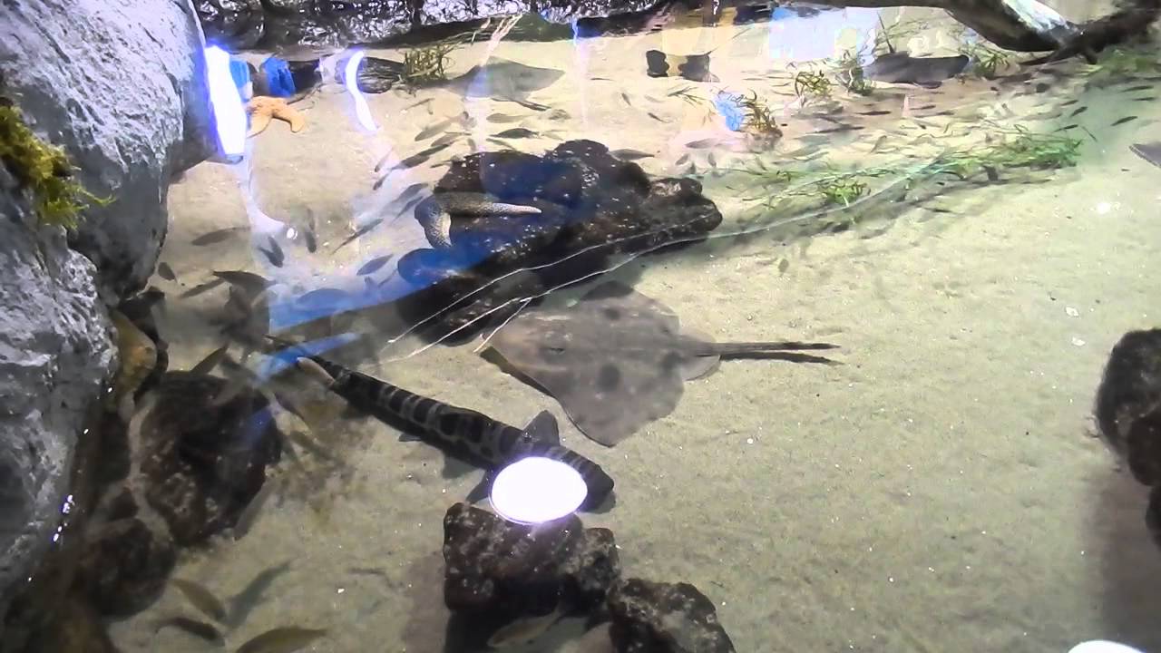 Tidal Pool - Pet Sharks and Rays - YouTube
