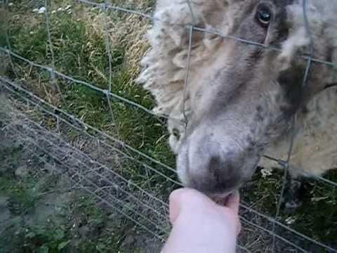 A crap movie of Sarah and Georgia feeding farm animal during the Otago ...