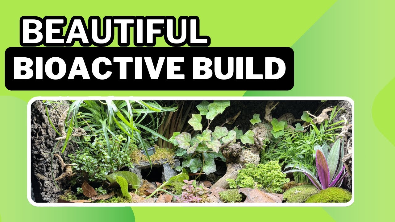 Building A Beautiful Bioactive Terrarium - YouTube