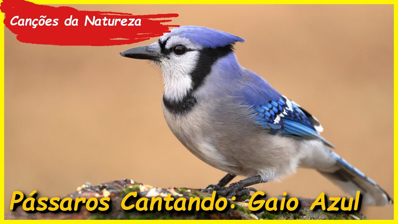 GAIO AZUL / PASSAROS CANTANDO / BIRDS CHIRPING / BLUE JAY - YouTube