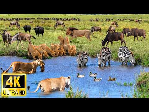 Jungle Animal Discovery 4K - Peaceful Moments of Wild Nature and Soothing Music |4K African Wildlife