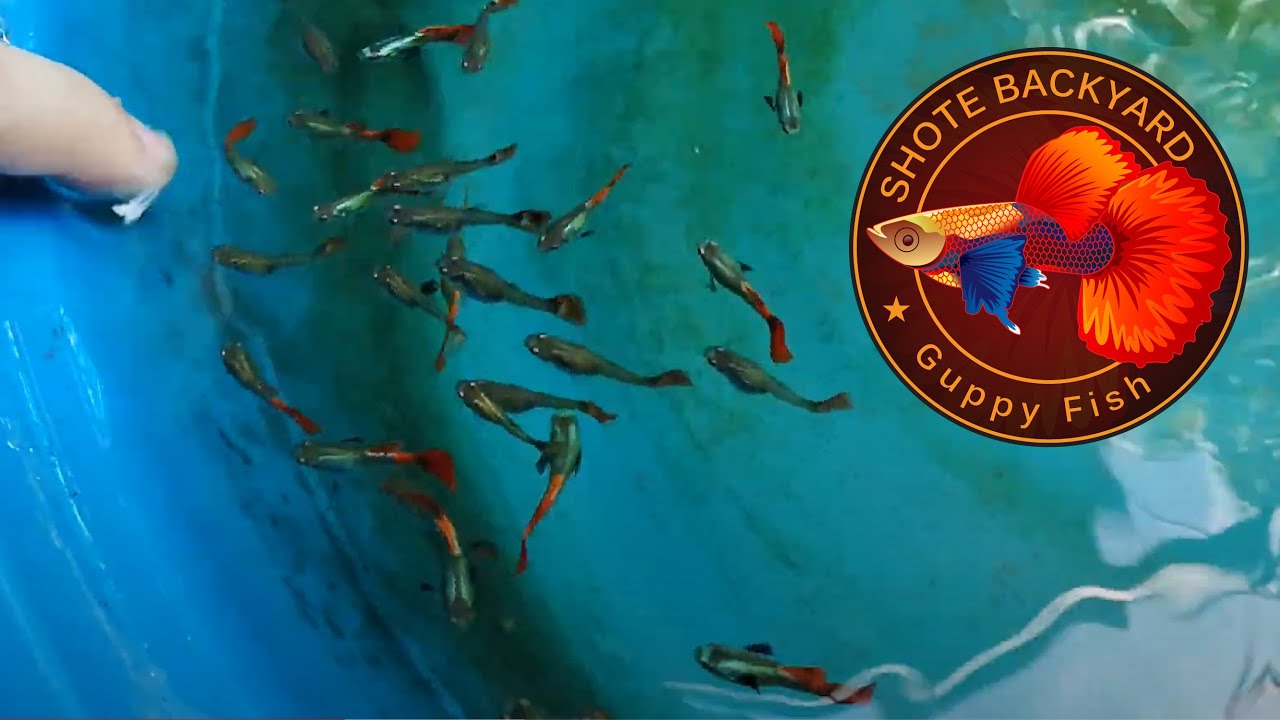 Fire Tail Guppy | Mollies Update - Shote Backyard - YouTube