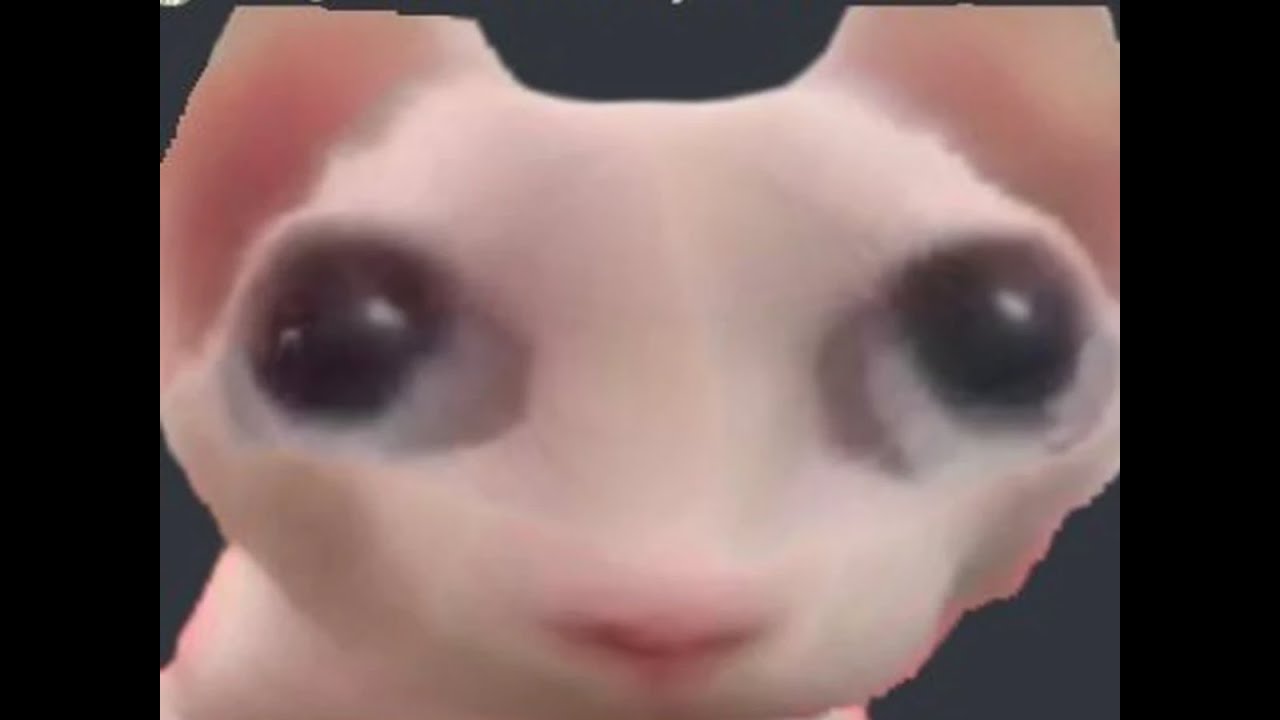 The Bingus Lifecycle. - YouTube