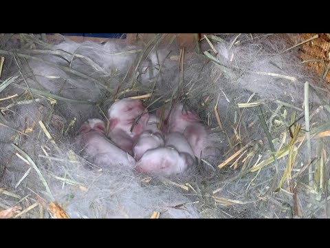 My Rabbit Had Babies!! | Baby Rabbit Progression | Rabbit Kits | Rabbit ...