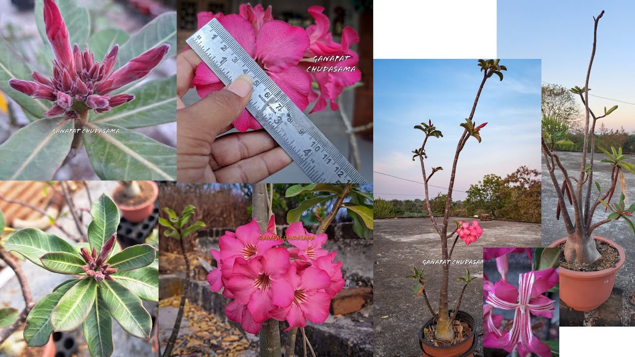 My giant flowering Adenium Arabicum Veryti 😍😍 - YouTube
