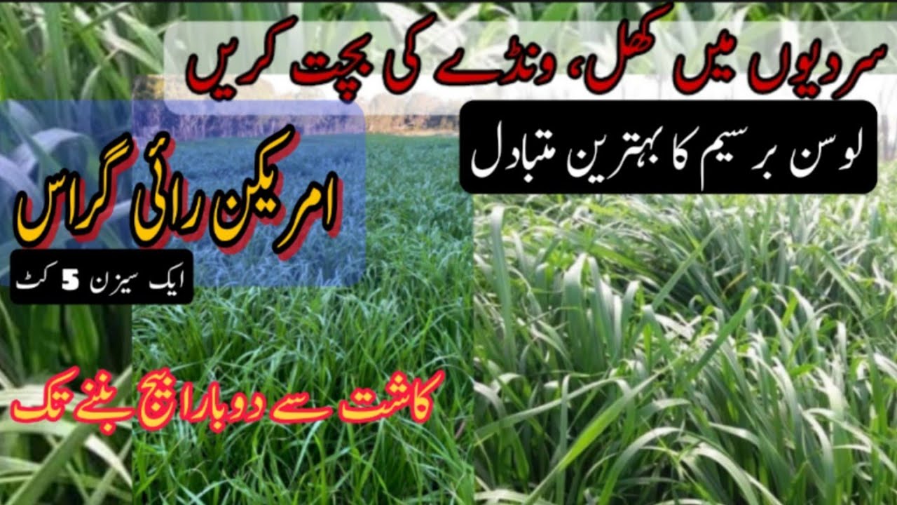 How to Grow Ryegrass Fodder in Pakistan |Best fodder for Winter Season ...