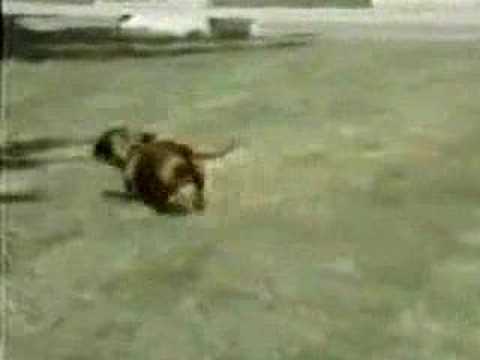 Narcoleptic Dog - YouTube