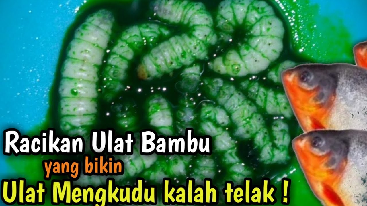 RAHASIANYA..! Cara Membuat Umpan Jitu Bawal Media Cilung/Ulat Bambu ...