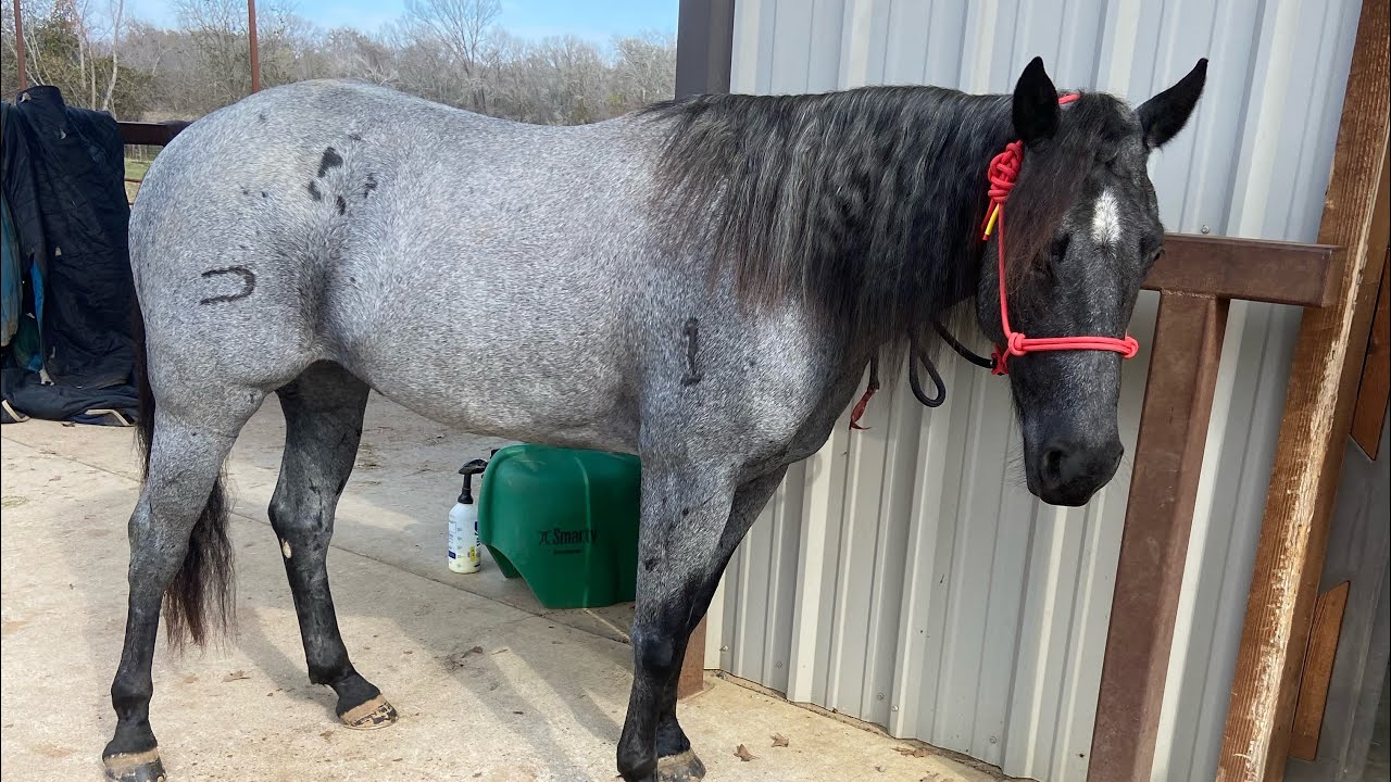 Miss blue Ryder Davis rope horses - YouTube