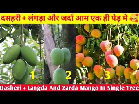 4 In 1 Multi Grafting Results After 3 Years ||Dasheri + Langda And ...
